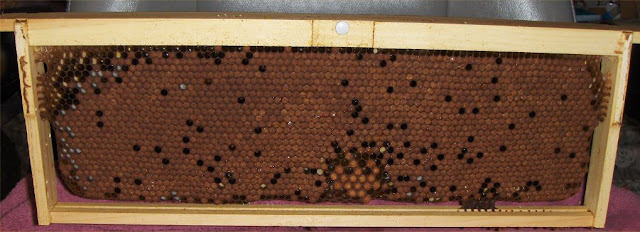 Foundationless comb with brood | Beesource Beekeeping Forums